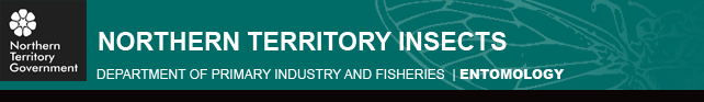 NT Insects